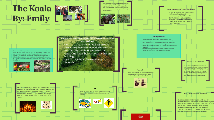 the Koala by emily henning broydell on Prezi