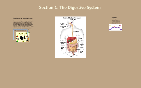 Glencoe Science: Chapter 14: Section 1: The Digestive System by Mac ...