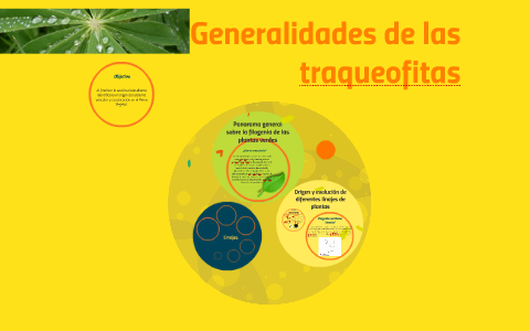 Generalidades de las traqueofitas by Guadalupe Hernandez on Prezi