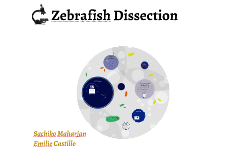 Zebrafish Dissection Mini Project by