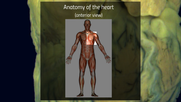 Heart (frontal view) by 4D Interactive Anatomy on Prezi