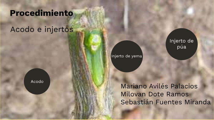 Injertos y acodos by SEBASTIAN FUENTES on Prezi