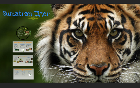 Sumatran Tiger Endangered Species Presentation by Emma Zelus on Prezi