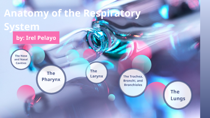 Anatomy of the Respiratory System by Irel Pelayo on Prezi