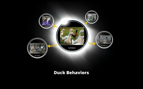 Duck Behaviors by Rashelle Juric on Prezi