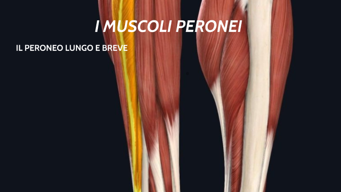 i muscoli peronei by antonietta foderaro on Prezi