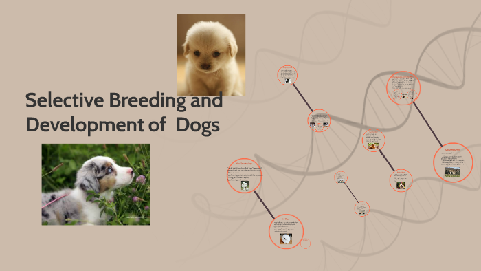 Selective Breeding in Dogs by Katie Allison on Prezi