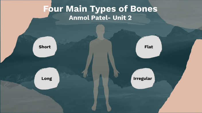4 Main Types of Bones by Annie Patel on Prezi
