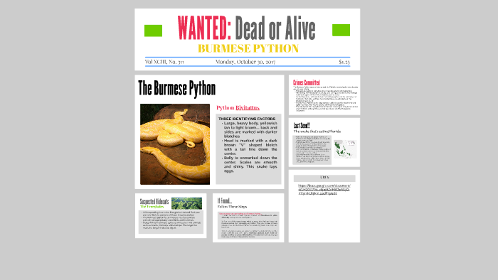BURMESE PYTHON by Ally Masel on Prezi