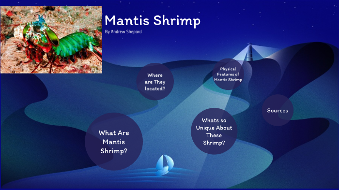 Mantis shrimp presentation by Andrew Shepard on Prezi