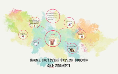 Small intestine Skylar Gordon 2nd Segment by Skylar Gordon on Prezi