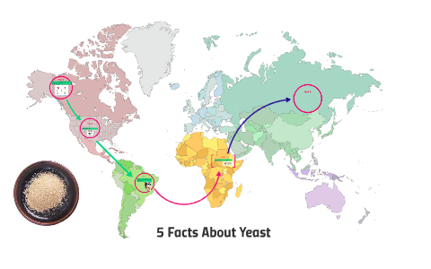 5 Facts About Yeast by Victoria Moore on Prezi