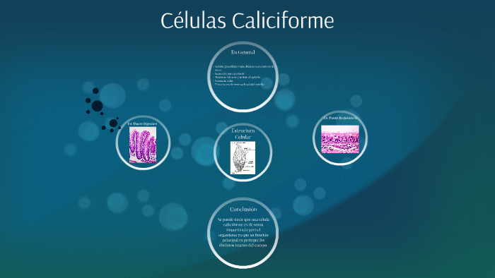 Células Caliciforme by alexander muller on Prezi