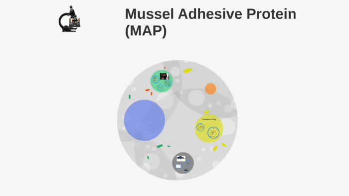 Mussel Adhesive Protein (MAP) by Amelia Mixay on Prezi