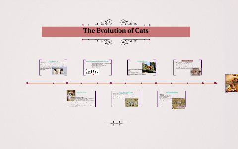 The Evolution of Cats by Katie Lindner on Prezi