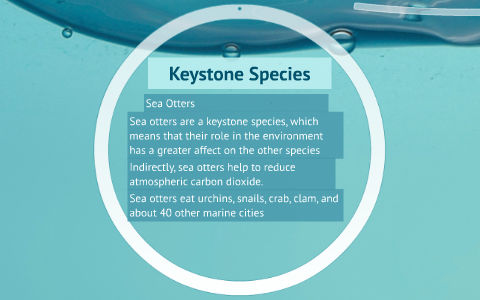 Keystone Species: Sea Otters by Madison Frey on Prezi