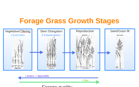 Perennial Grass Growth Staging by Grace Troupe on Prezi