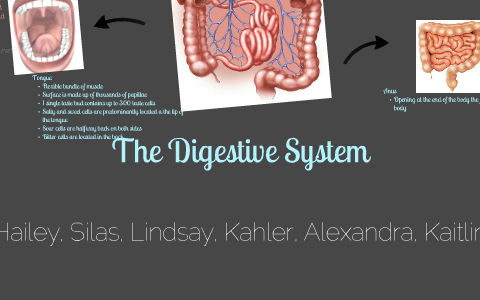 Digestive System (PBS) 2 by Hailey Salden on Prezi