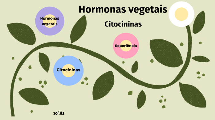 Citocininas by Sara Alves on Prezi