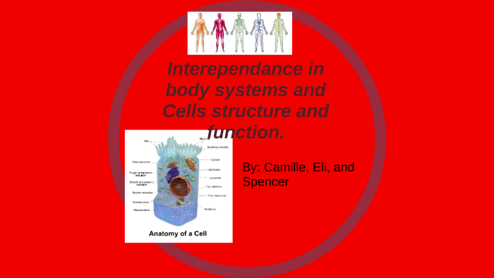 Interdependence in body systems and Cell function and structure. by eli ...