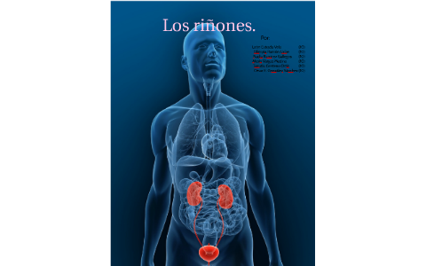 Los riñones. by Olimpia Ramon Uribe on Prezi