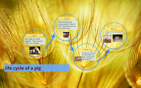 life cycle of a pig by Caitlin Doonan on Prezi