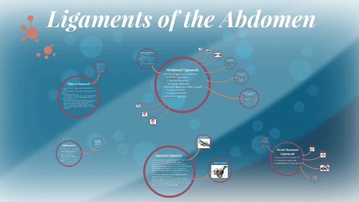 Ligaments of the Abdomen by Fatima Patel on Prezi