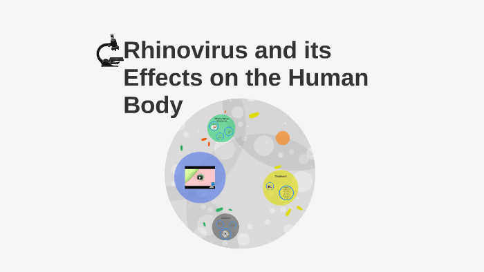 Rhinovirus and its Effects on the Human Body by Shanice Brown on Prezi