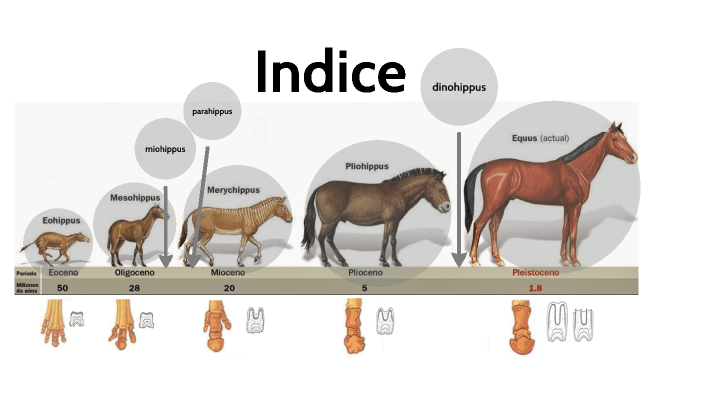 Origen y evolución del caballo by Pedro Jose Martínez Martinez on Prezi