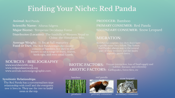 Finding Your Niche: Red Panda by Hannah Burgoyne on Prezi