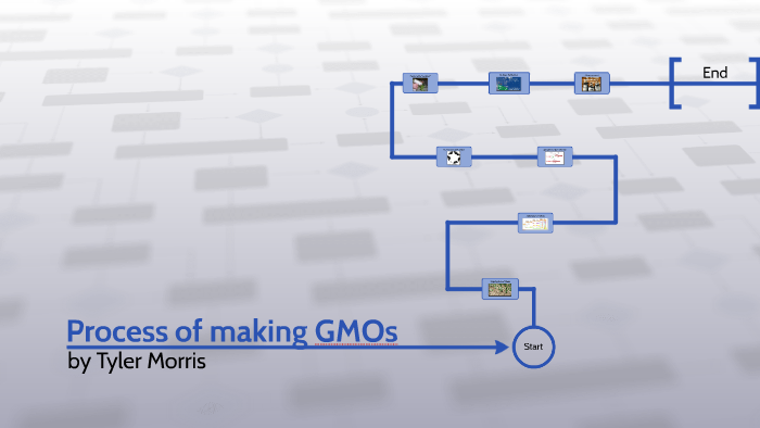 Process of making GMOs by Tyler Morris on Prezi