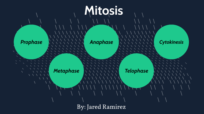 Biology Mitosis Infographic by Jared Ramirez on Prezi