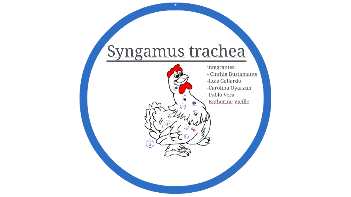 Syngamus trachea by luis gallardo on Prezi