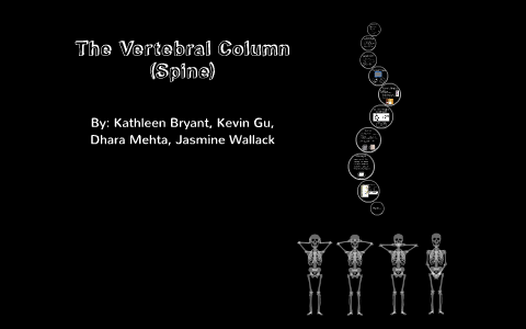The Vertebral Column by Jasmine Wallack on Prezi
