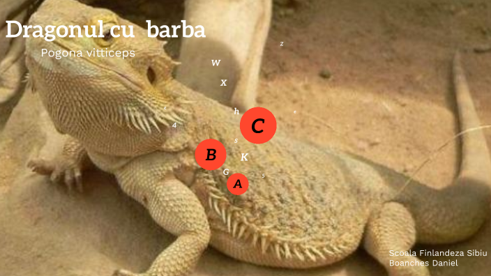Dragonul cu barba by Daniel Boanches on Prezi