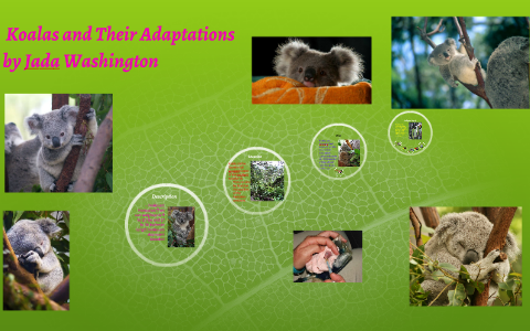 Koalas and Their Adaptations by joshua Washington