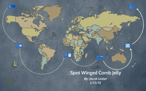 spot winged comb jelly fish by jacob lester on Prezi