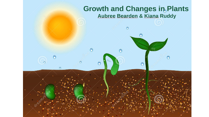 Growth and Change in Plants by kiana ruddy on Prezi