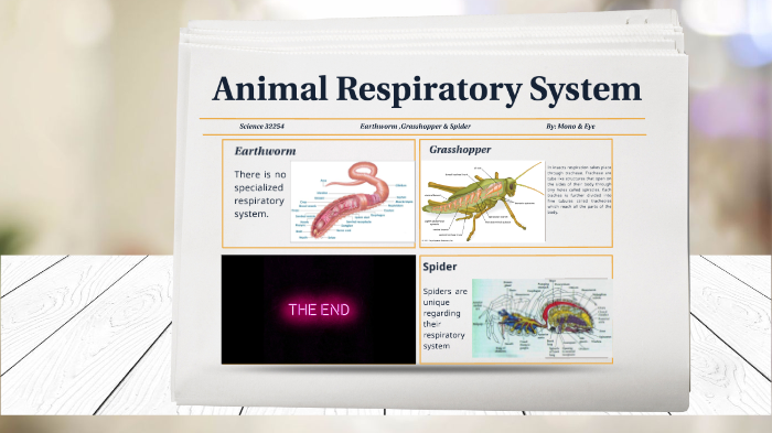 Animal Respiratory System by Phasapon Thayutichayaton on Prezi