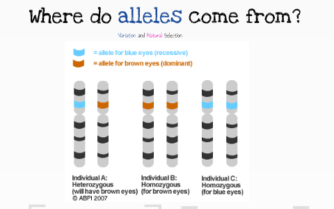 Pocket Mouse Evolution by Philip Vinogradov on Prezi