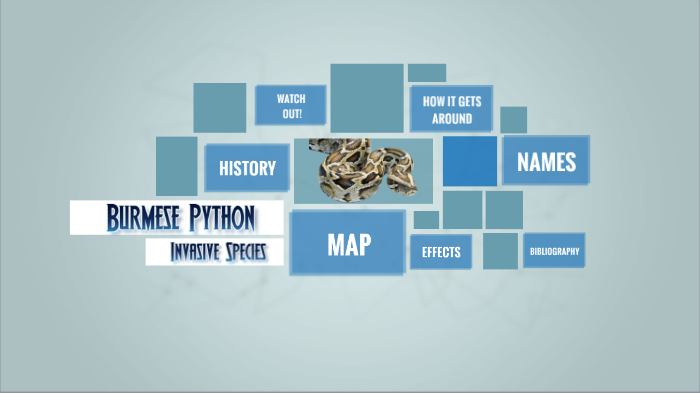 Burmese Python by Selah Brunskill on Prezi
