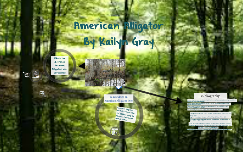 American Alligator by Mike Filipowicz