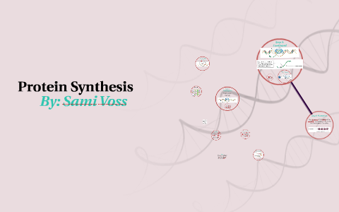 Protein Synthesis by Sami Voss on Prezi