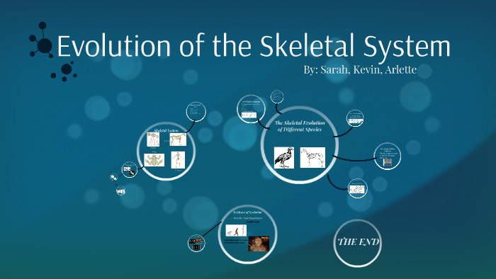 Skeleton System Evolution by Ashton Dyck on Prezi