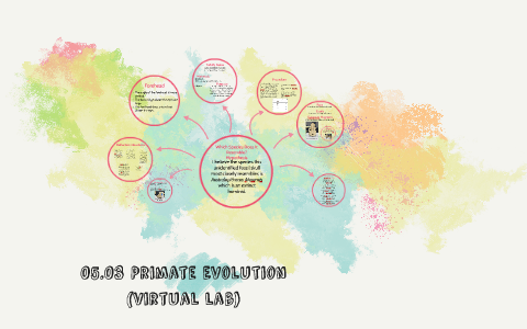 05.03 Primate Evolution (virtual lab) by Kyran Attaf on Prezi