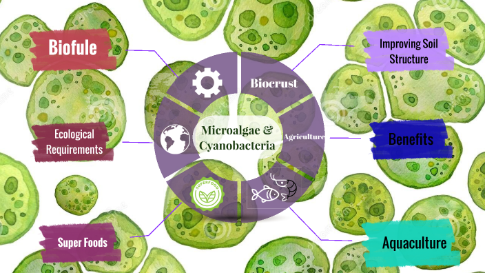 Microalgae and Cyanobacteria by Mahnaz Gholipour-Shahraki on Prezi