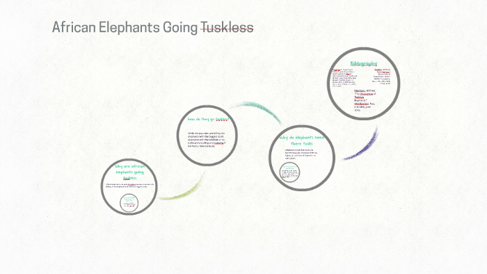 African Elephants Going Tuskless by lexxus lampkin on Prezi