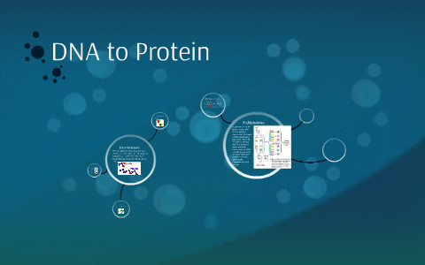 DNA to Protien by juan duran on Prezi