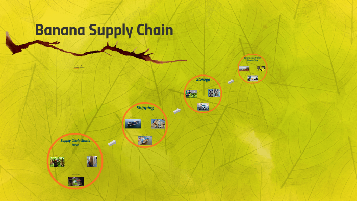 Banana Supply Chain by Karlee Sparks on Prezi