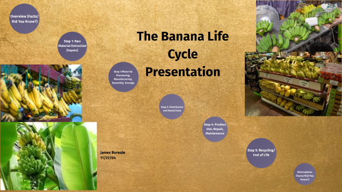 The Banana Life Cycle Presentation by James Boreale on Prezi